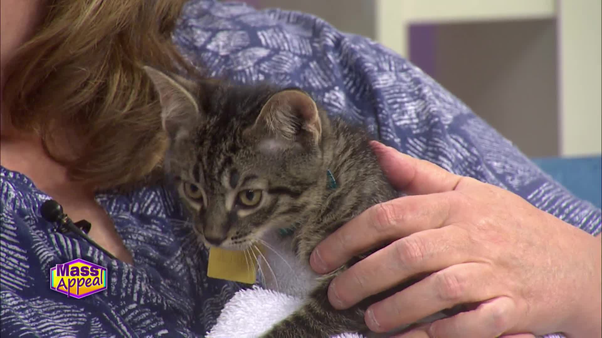 Mass Appeal Pet of the Week: Meet Sphinx! – WWLP