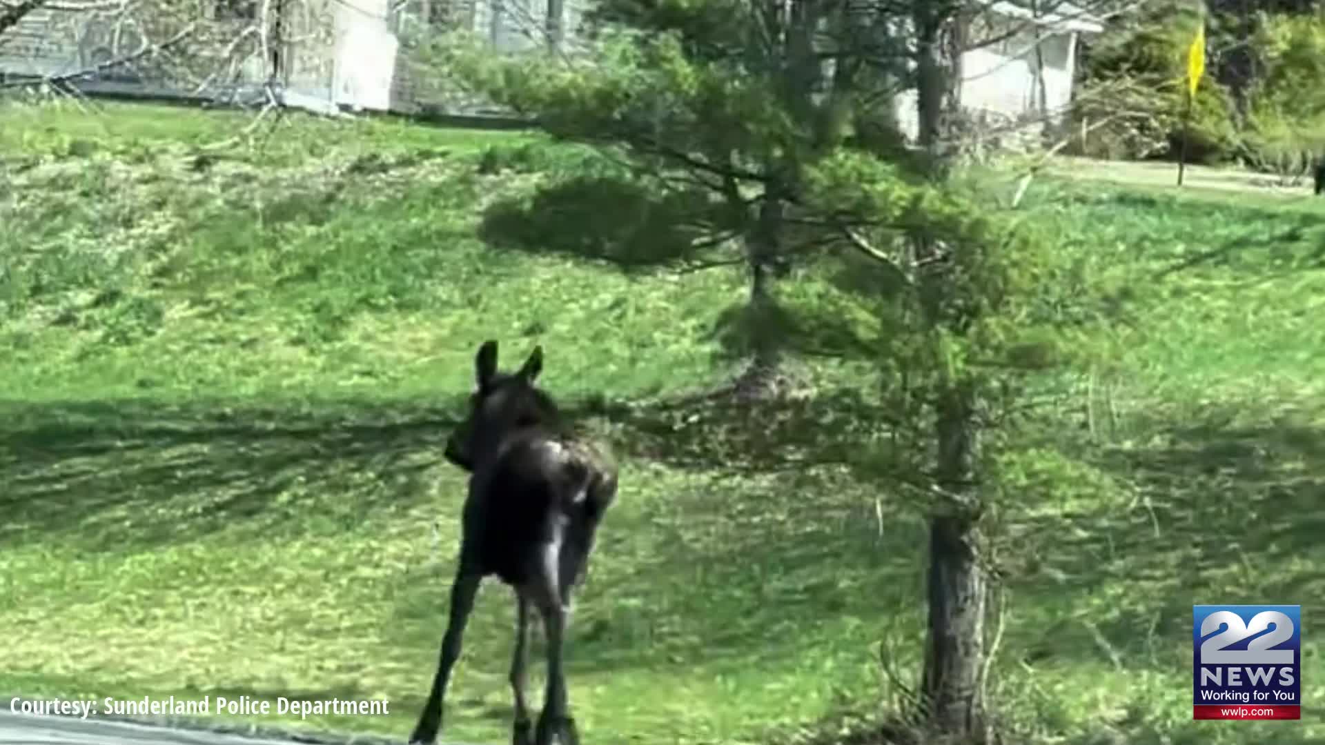 Moose caught on camera in Sunderland – WWLP