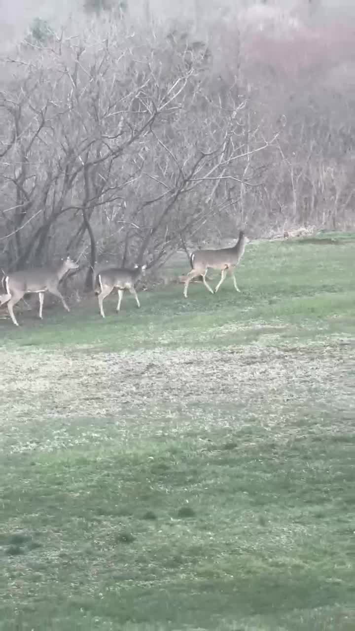 Deer caught on camera in South Hadley – WWLP