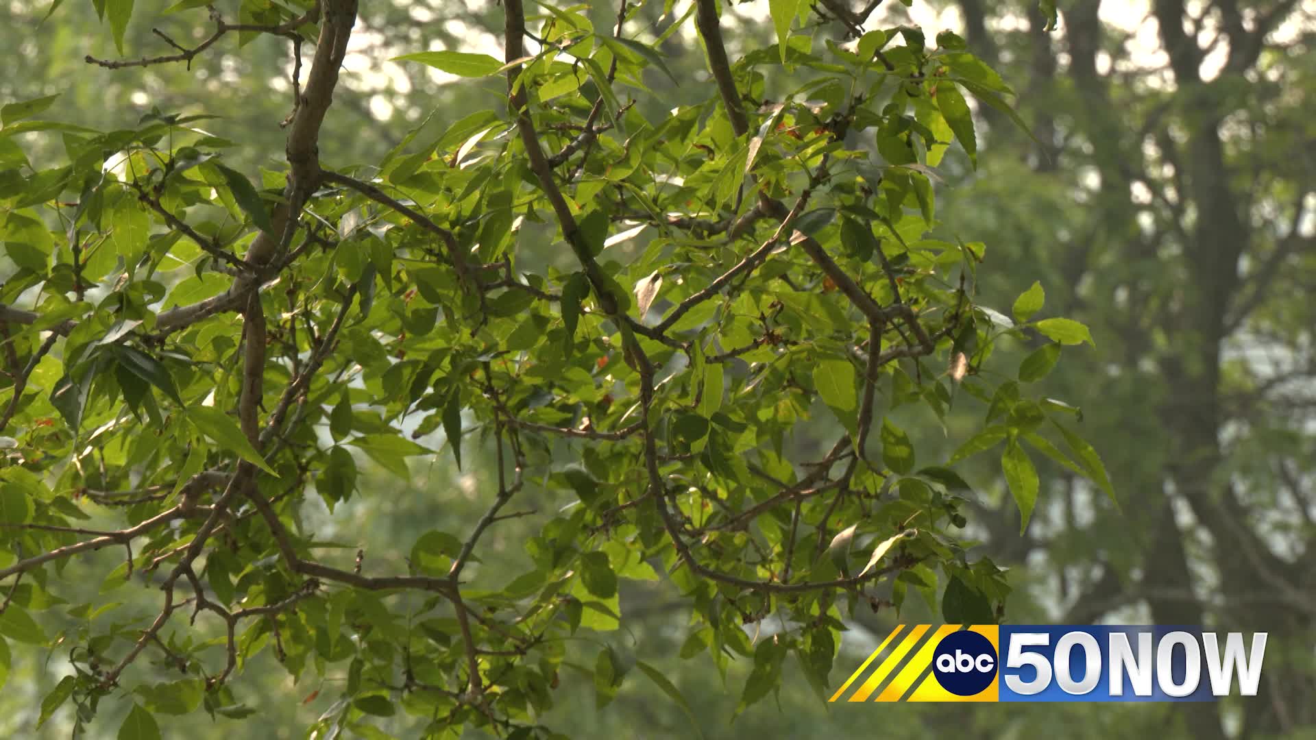 Watertown treating trees infested with Emerald Ash Borer – WWTI ...