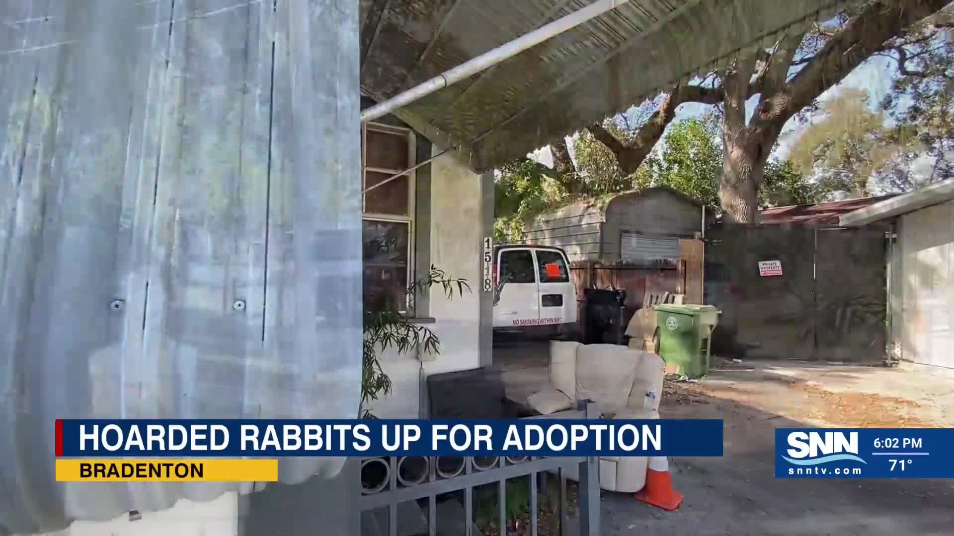 Rabbits Available for Adoption – SNN News